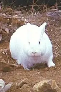 Rabbit of Caerbannog - BepisDB